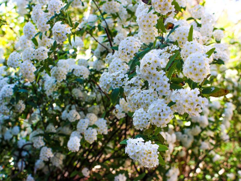 Care Of Spirea Bushes - Spirea Growing Conditions And Care | Gardening ...