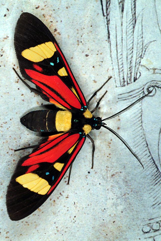 Meet the Colorful Nocturnal Moths of 'Mariposas Nocturnas' (Photos ...