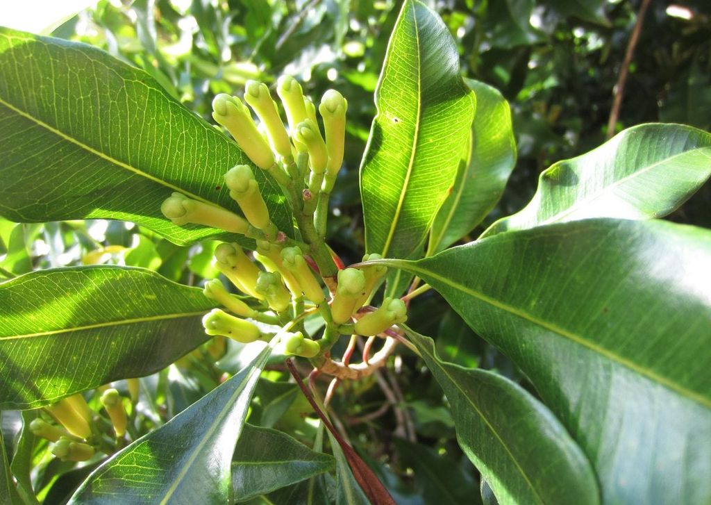 Can You Grow A Clove Tree - Information On Clove Tree Growing ...