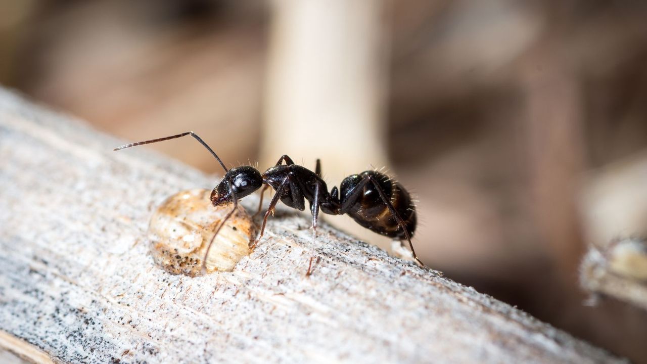 How to get rid of carpenter ants: advice from pest experts