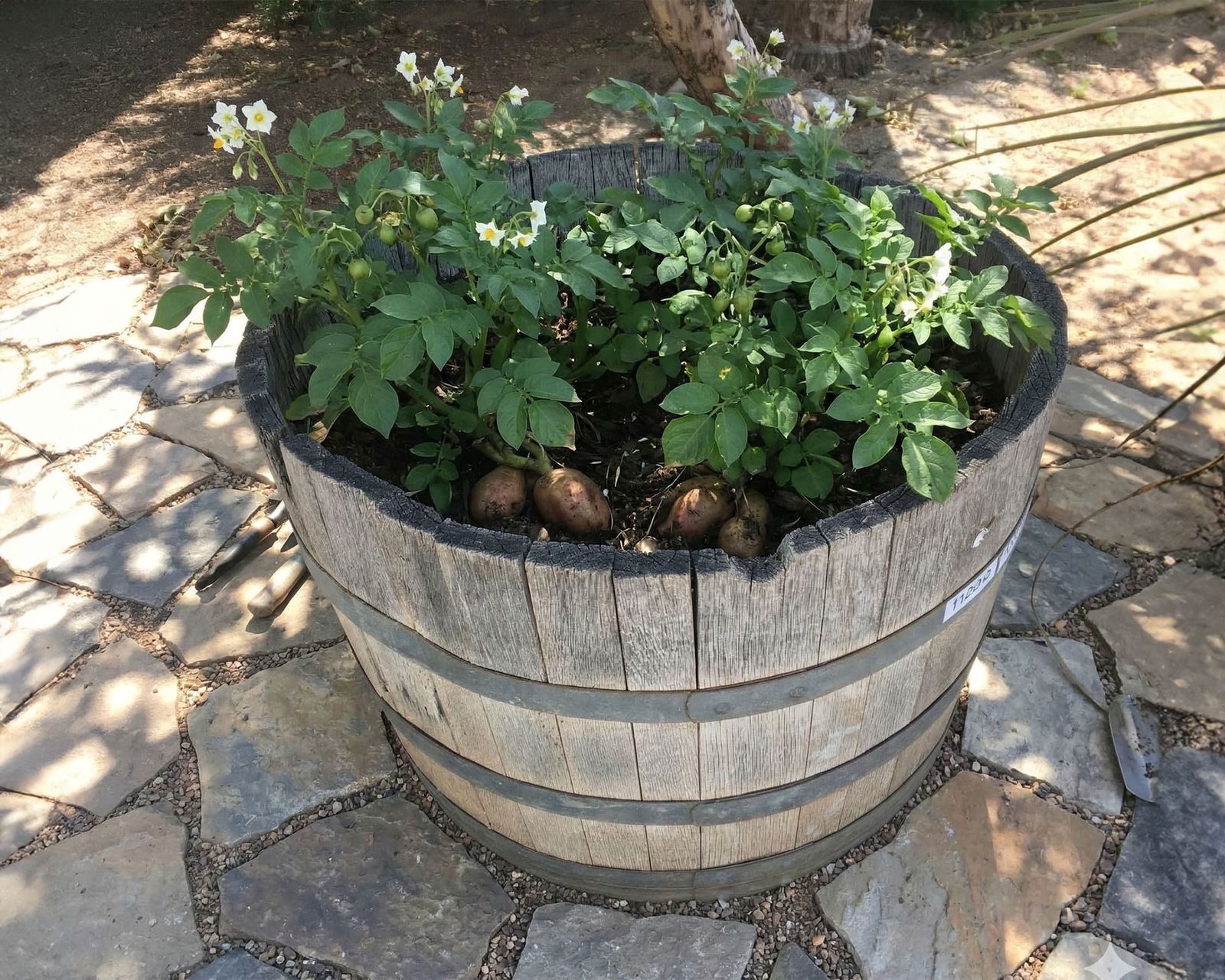 How to Make a Whiskey Barrel Potato Planter | Gardening Know How