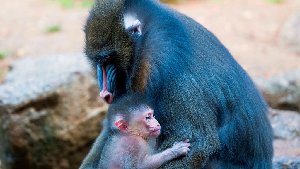 What is the most colorful animal on Earth? | Live Science