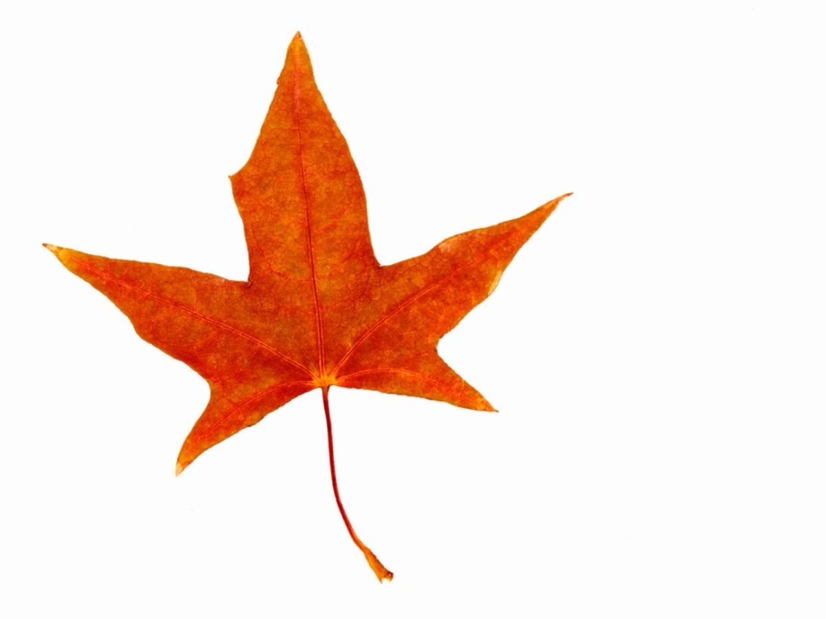 Shantung Maple Facts - How To Grow A Shantung Maple In The Landscape ...