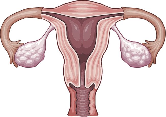11 Surprising Facts About The Reproductive System Live Science 11-surprising-facts-about-the-reproductive-system-live-science
