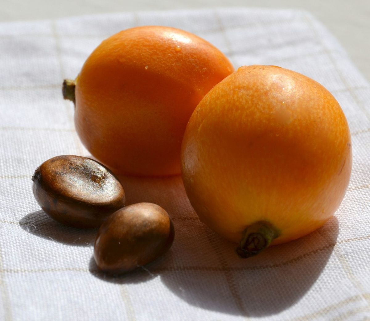 Planting Loquat From Seeds: Learn How To Prepare Loquat Seeds For ...