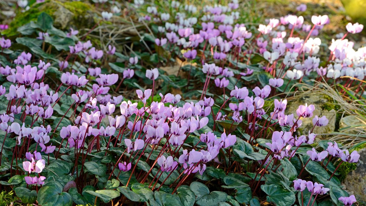 Types of cyclamen: 12 varieties for color in spring and fall | Homes ...