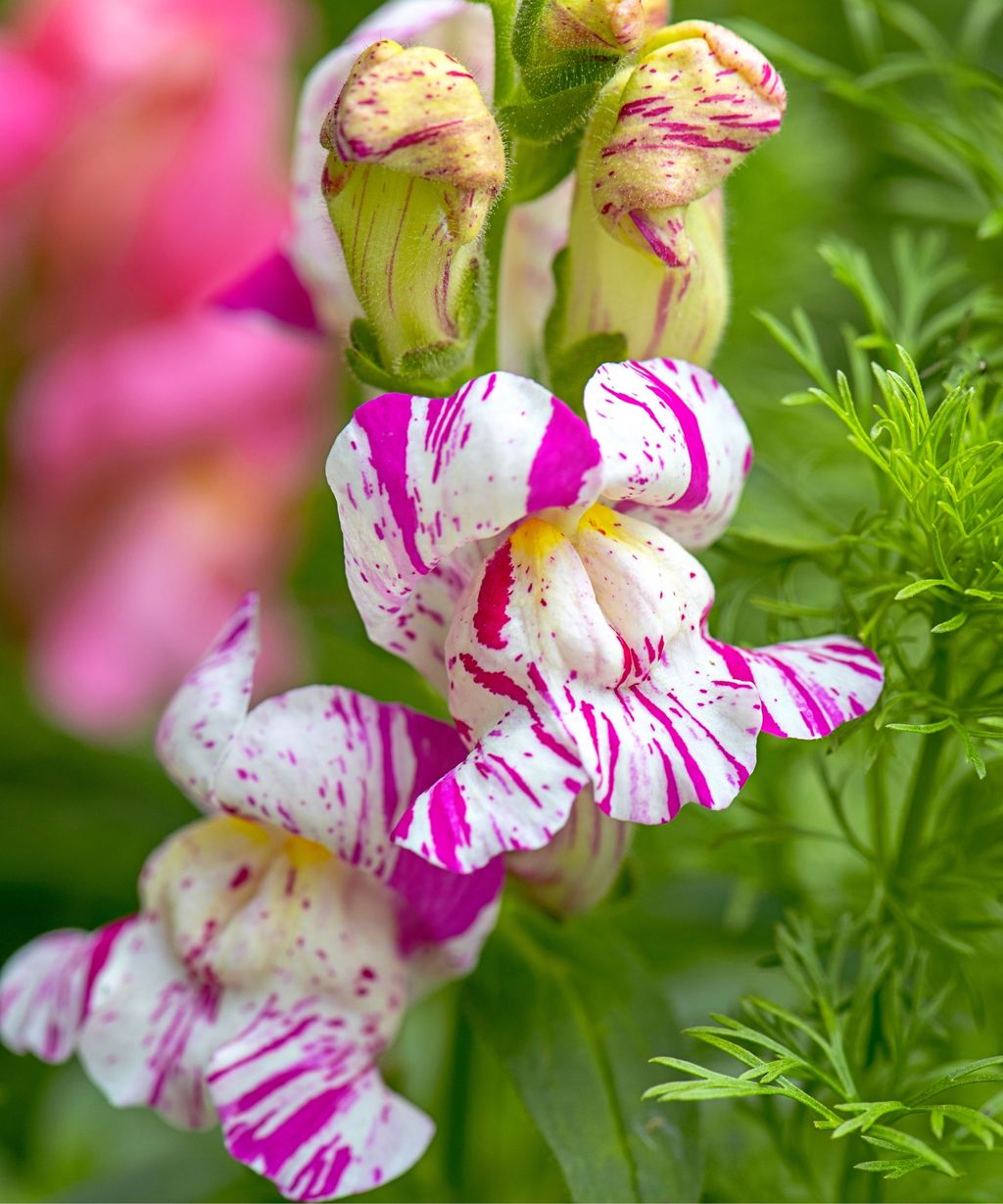 How to prune snapdragons: experts provide their top tips | Homes and ...