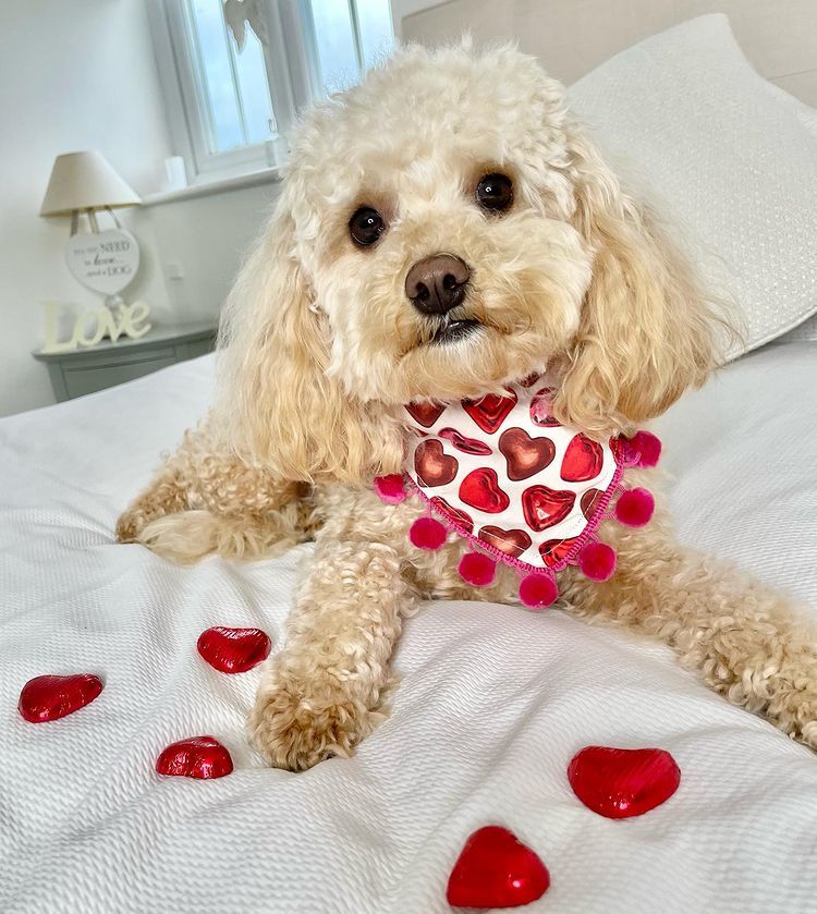 21 pet photography ideas to inspire you all-year round | PetsRadar