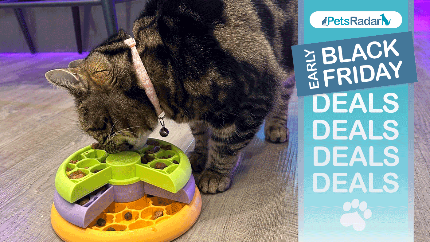 I ditched my cat’s regular bowl for this $6 puzzle feeder—and I haven’t ...