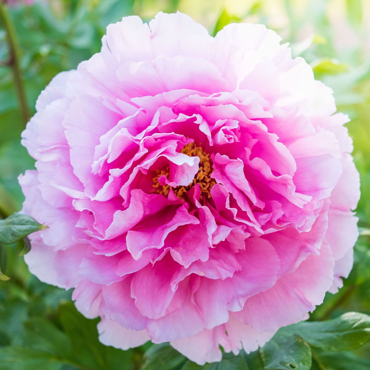How to grow peonies in pots and containers | Ideal Home