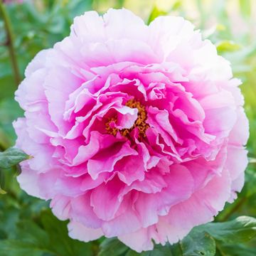 How to grow peonies in pots and containers | Ideal Home