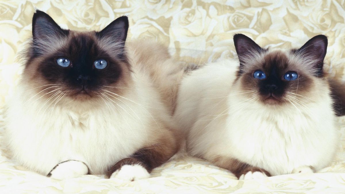 Birman cats: 32 things you didn’t know about this breed | PetsRadar