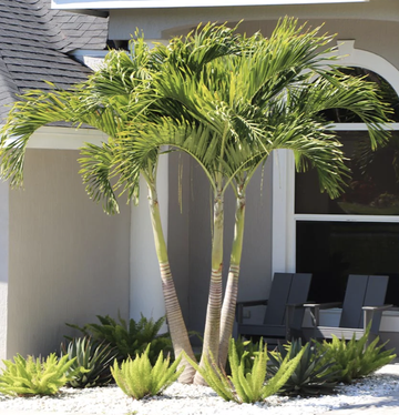 Experts say These 5 Plants can Increase the Value of Your Home | Livingetc