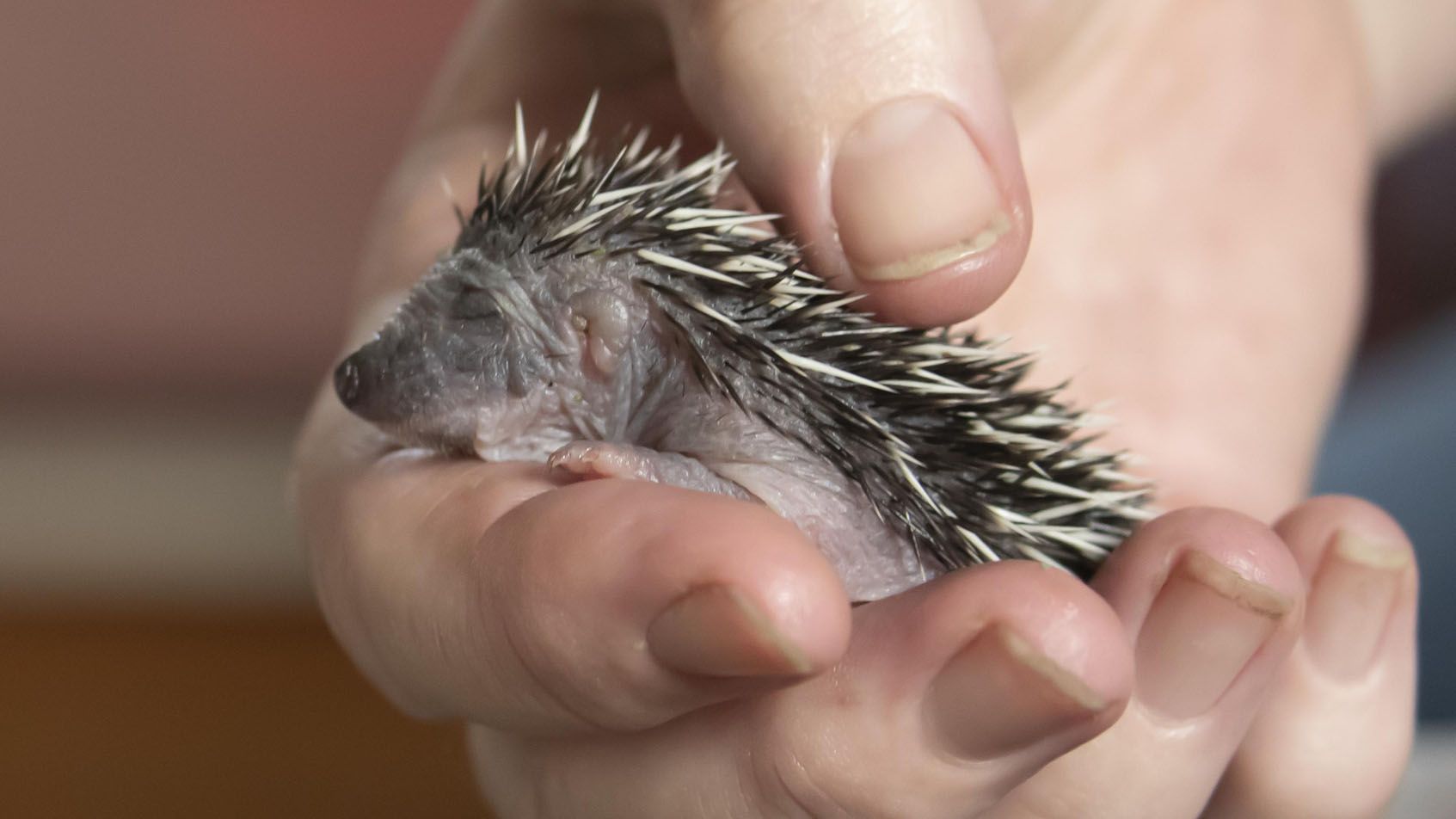 What's the name for a baby hedgehog? Country Life Quiz of the Day ...
