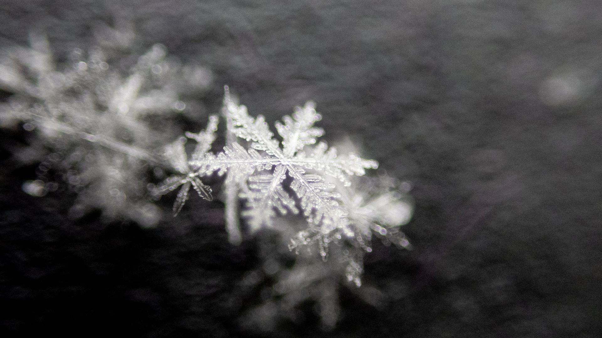 Some point-and-shoot cameras are surprisingly good at macro photography ...
