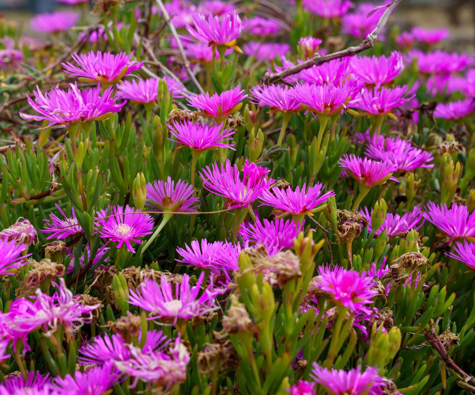 Best desert plants: 6 drought-tolerant shrubs and flowers | Homes and ...