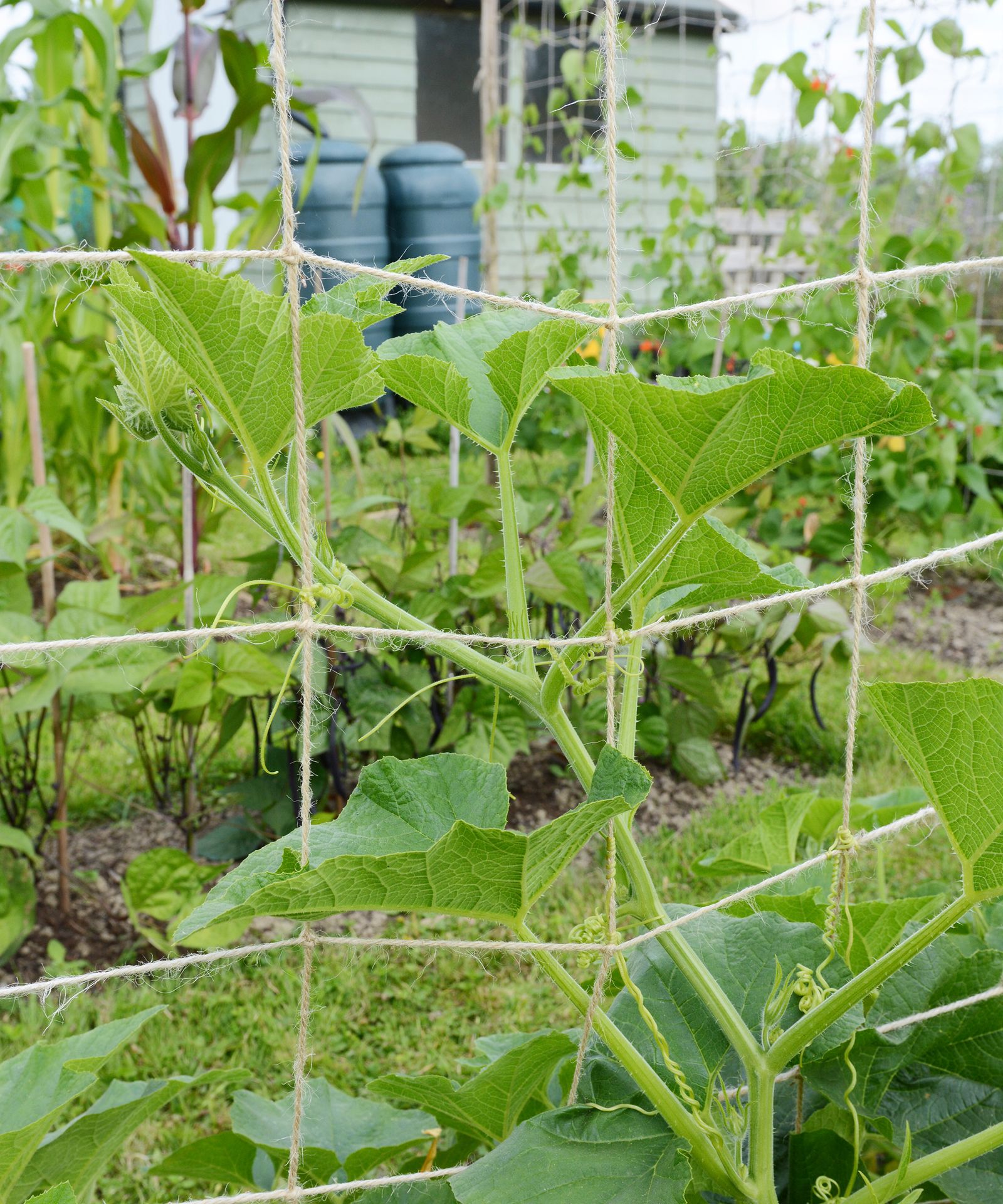 14 Vegetable Trellis Ideas To Maximize Your Garden Harvest | Gardening ...