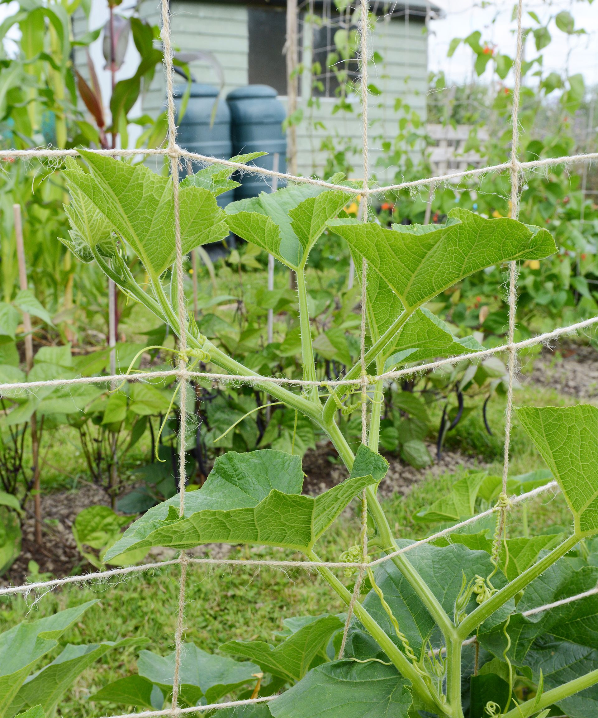 14 Vegetable Trellis Ideas To Maximize Your Garden Harvest | Gardening ...