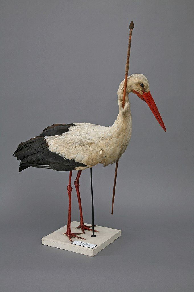 Curious Questions: How did a stork with a spear through its neck solve ...