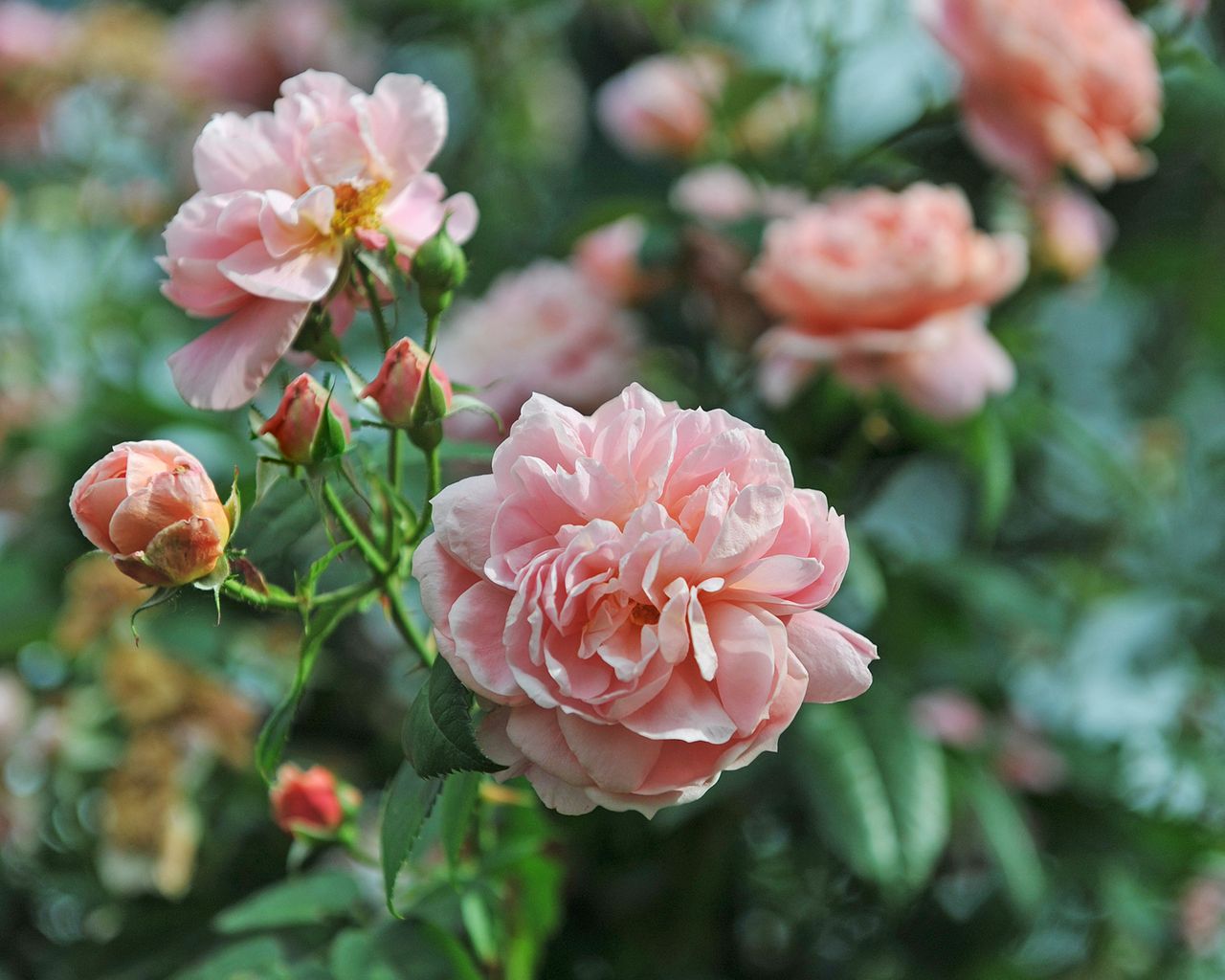Best Climbing Roses For Every Garden: 12 Stunning Varieties | Gardening ...
