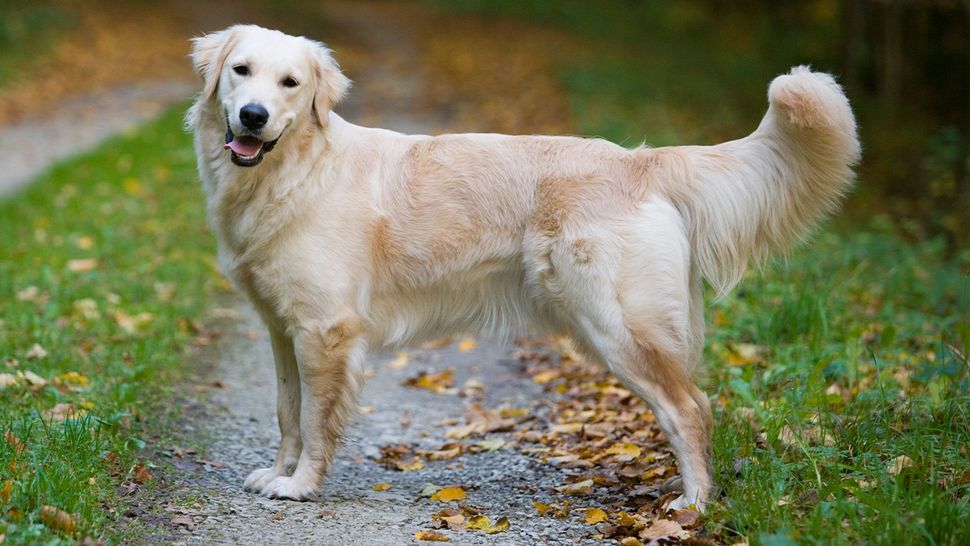 6 types of retriever breeds and what they all do | PetsRadar
