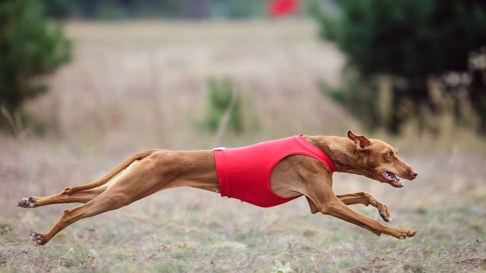 Sighthounds: What they are and the different types | PetsRadar