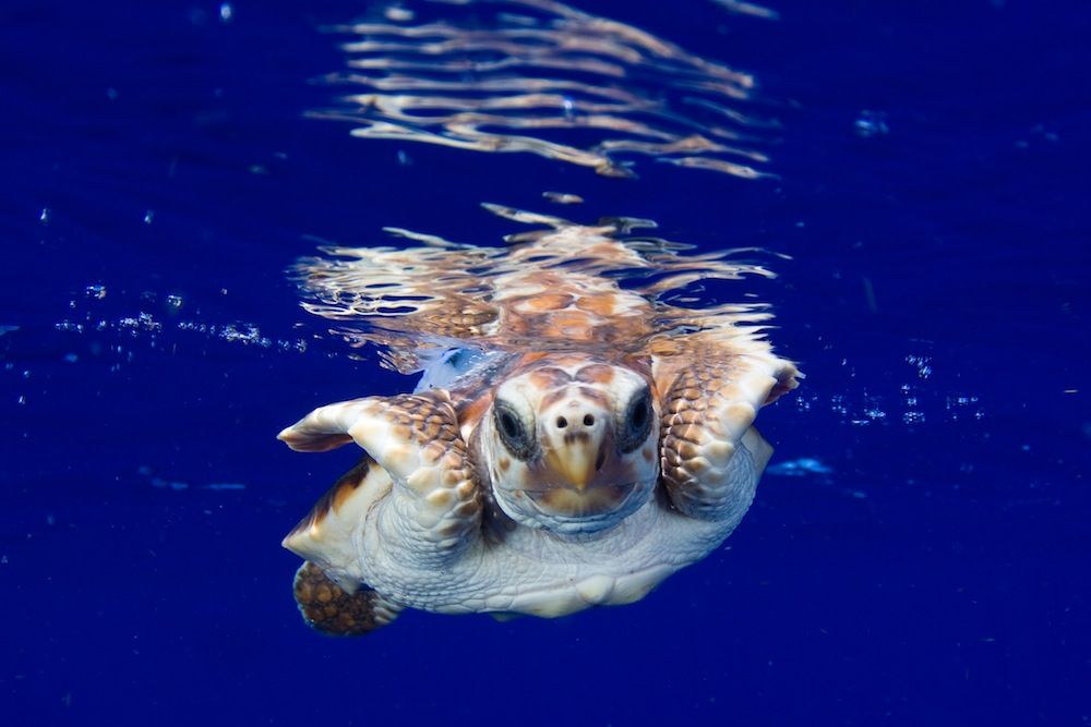 In Photos: Tagging Baby Sea Turtles | Live Science