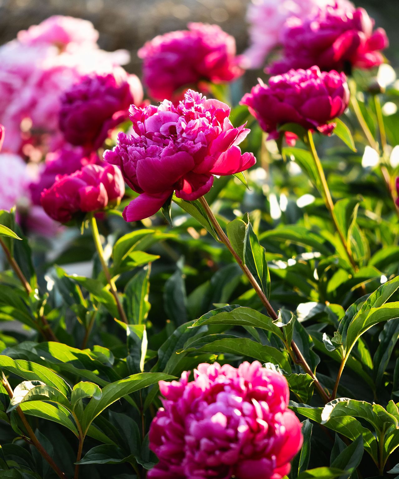 How and when to transplant peonies to ensure happy plants | Homes and ...