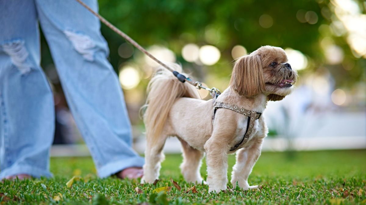 22 toy dog breeds | PetsRadar