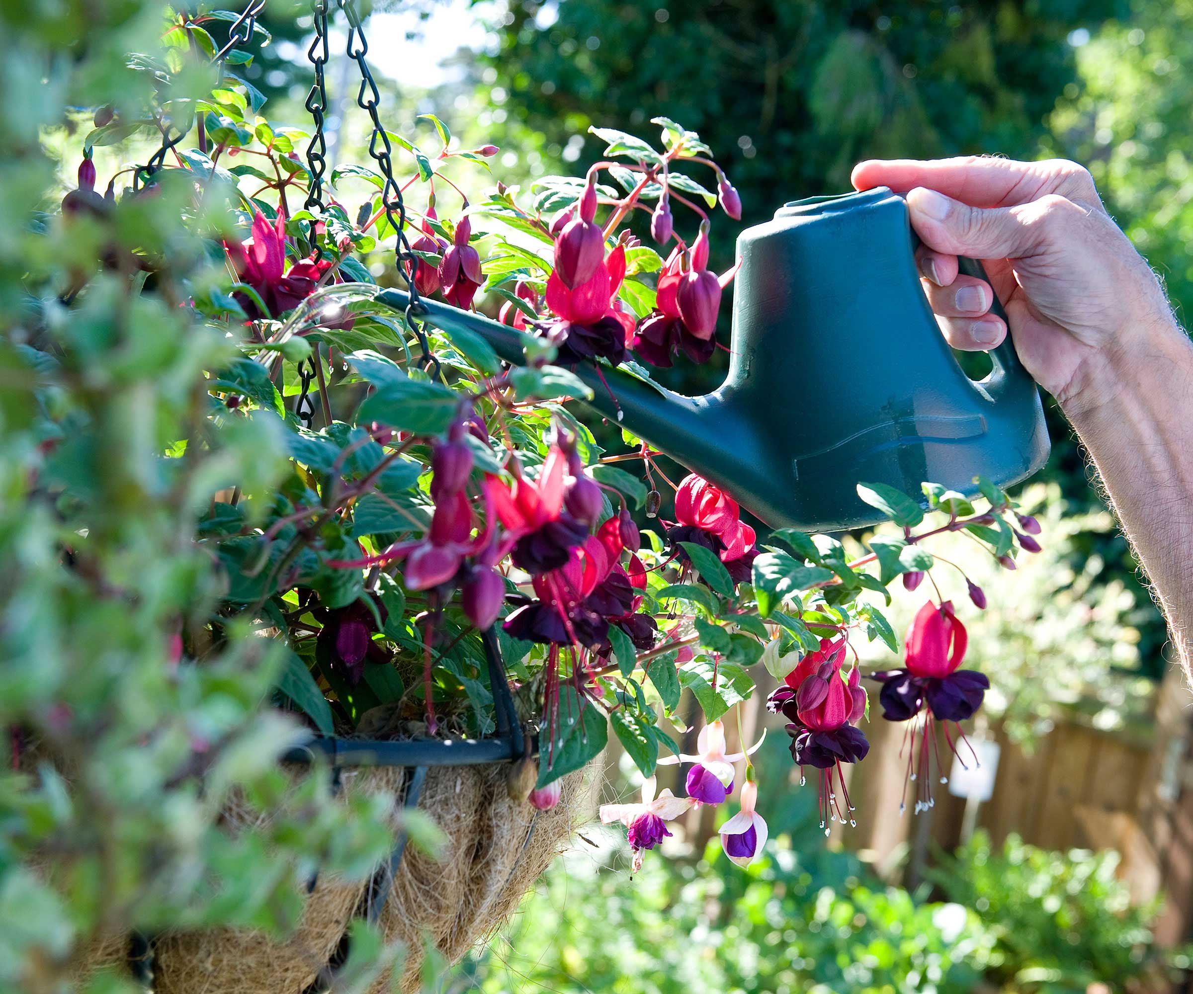 How To Care For Fuchsias In A Hanging Basket Top Tips Homes And Gardens How To Care For Fuchsias In A Hanging Basket Top Tips Homes And Gardens