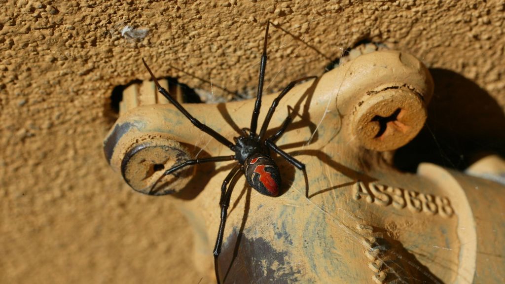 32 of the most dangerous animals on Earth | Live Science