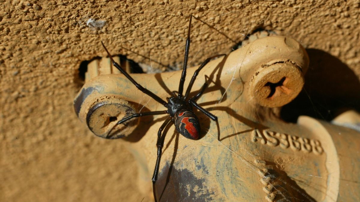 32 of the most dangerous animals on Earth | Live Science