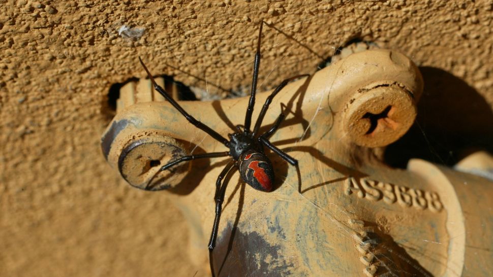 32 of the most dangerous animals on Earth | Live Science