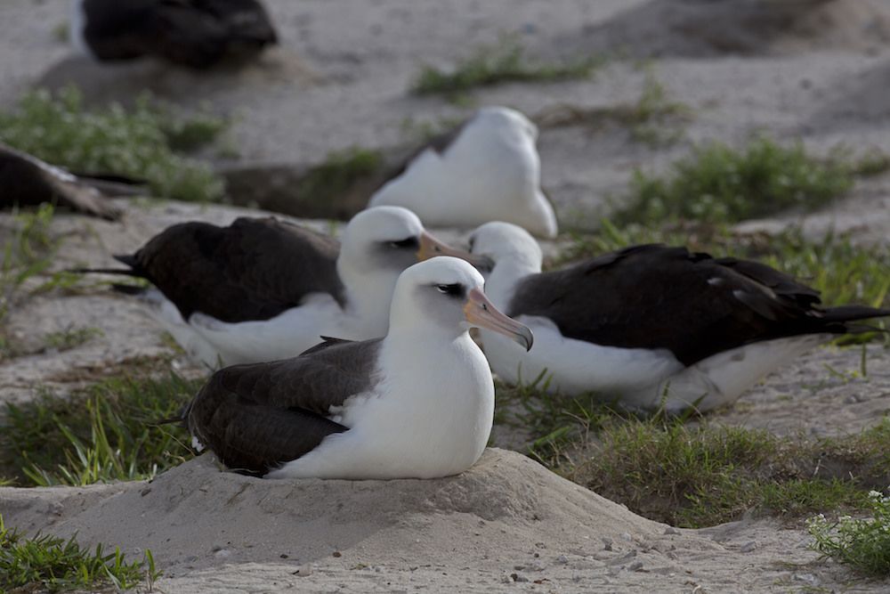 World's Oldest Wild Bird Just Became a Mom for the 40th Time | Live Science