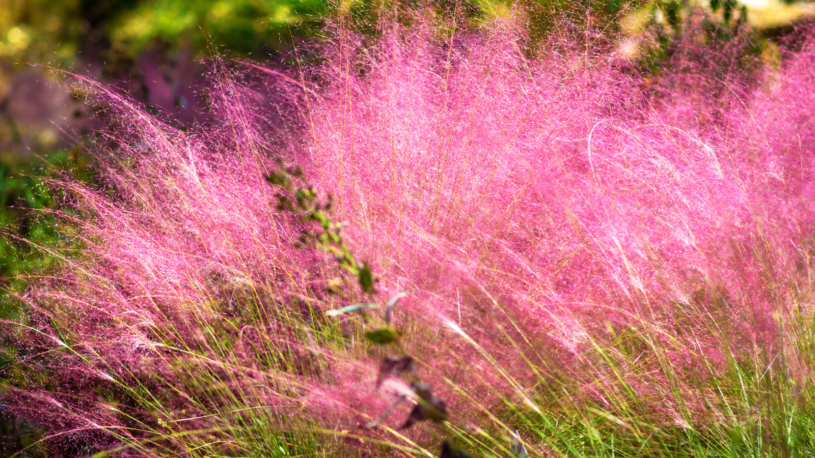 Unique Ornamental Native Grasses For Shape And Movement | Gardening ...