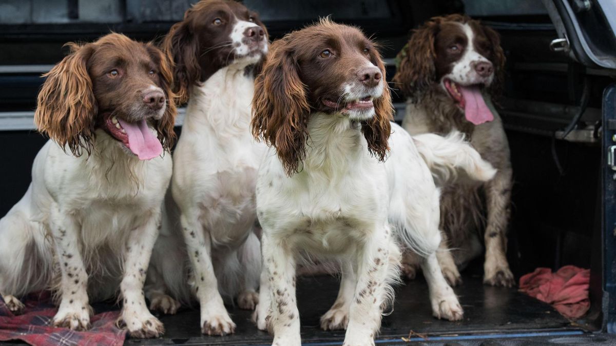 English springer spaniel is a canine dynamo with an adventurous ...