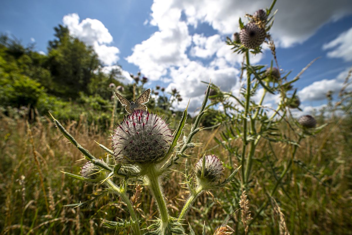 Here's how I take handheld wide-angle close-ups of insects | Digital ...