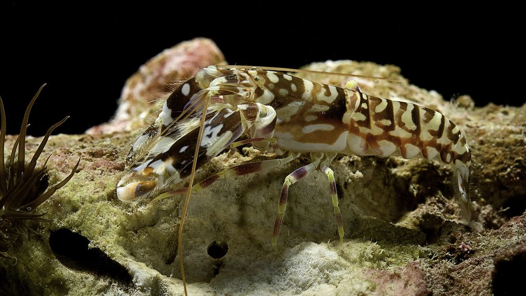 32 of the loudest animals on Earth | Live Science