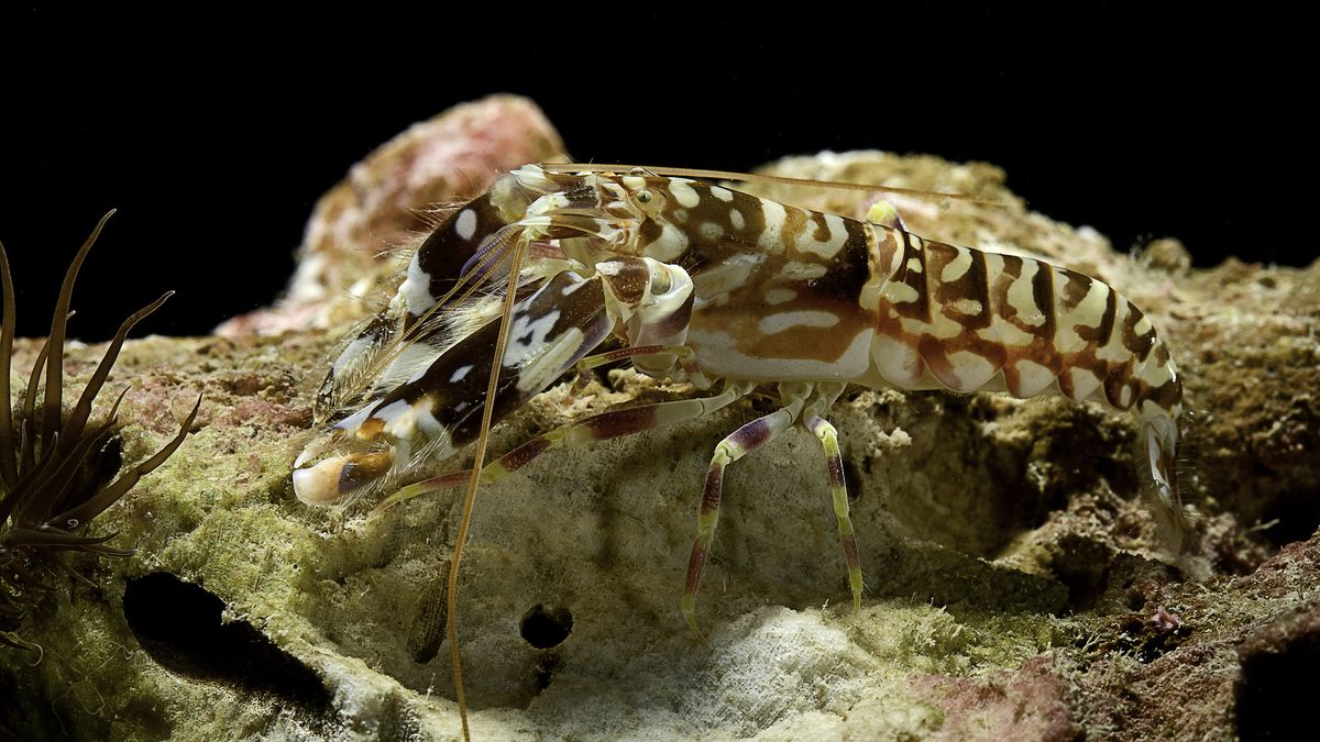 32 of the loudest animals on Earth | Live Science