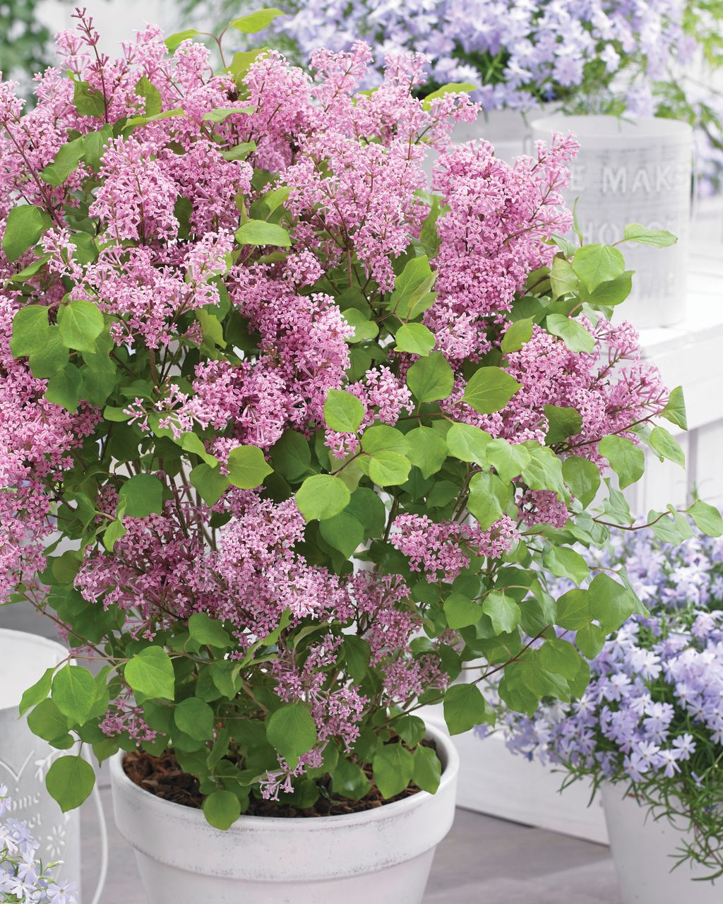 Best small garden trees: 6 gorgeous growers for your garden | Real Homes