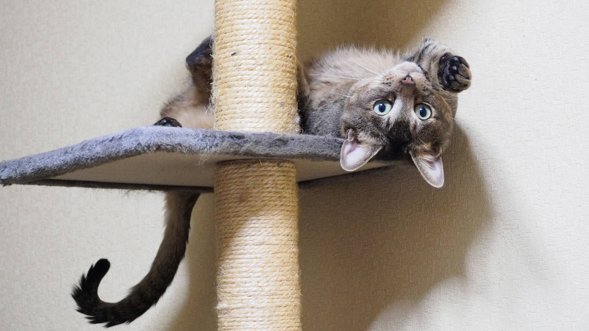 12 Fun Activities For Cats Home Alone PetsRadar 12 Fun Activities For Cats Home Alone PetsRadar