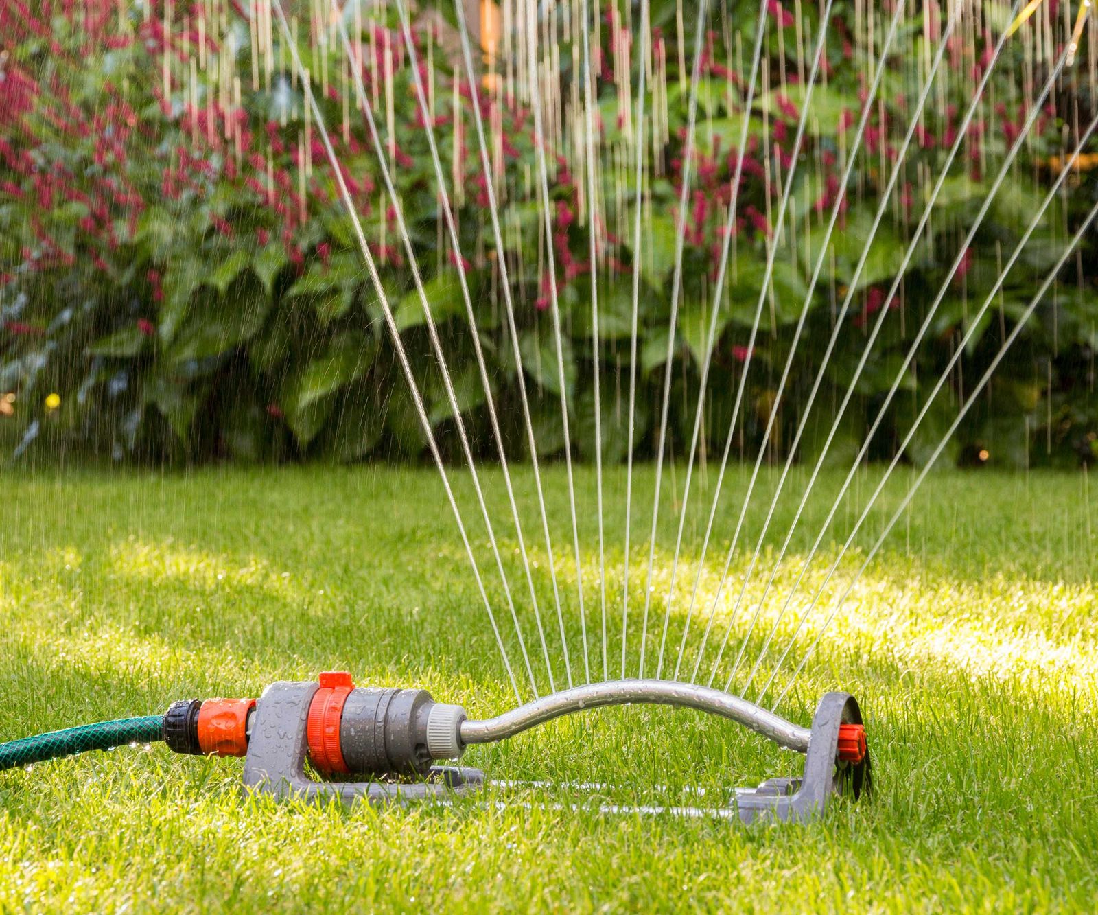 Sprinkler vs soaker hose: what is best for your garden? | Homes and Gardens