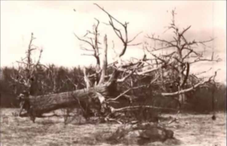 Iconic Chestnut Trees Poised for Possible Comeback | Live Science