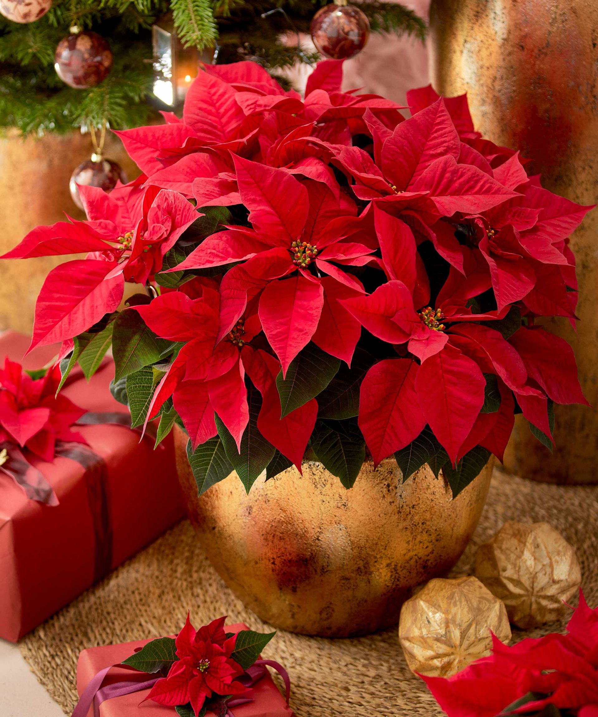 How to keep your poinsettia alive for next Christmas | Homes and Gardens