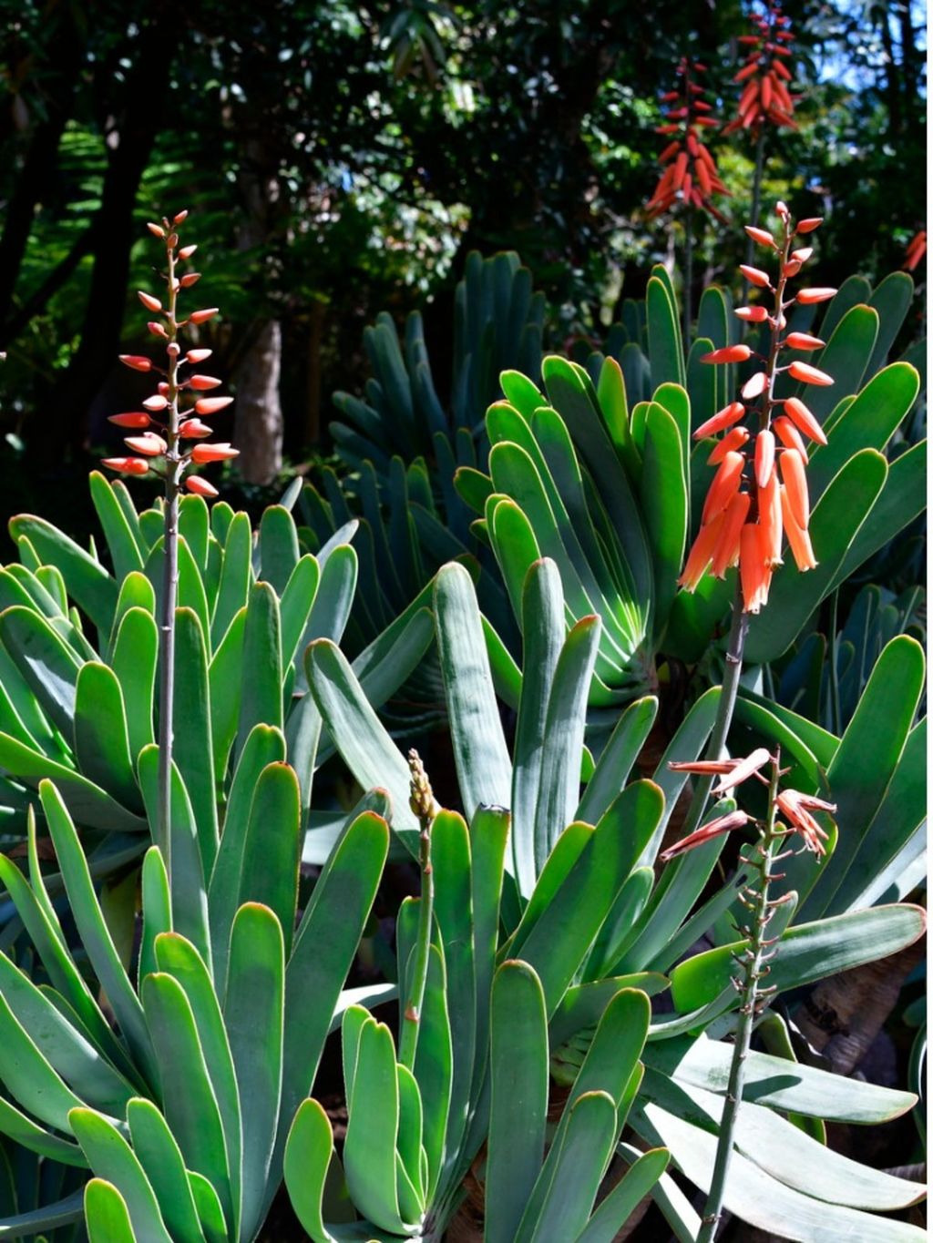 Fan Aloe Plicatilis Info: Tips For Growing Fan Aloe | Gardening Know How