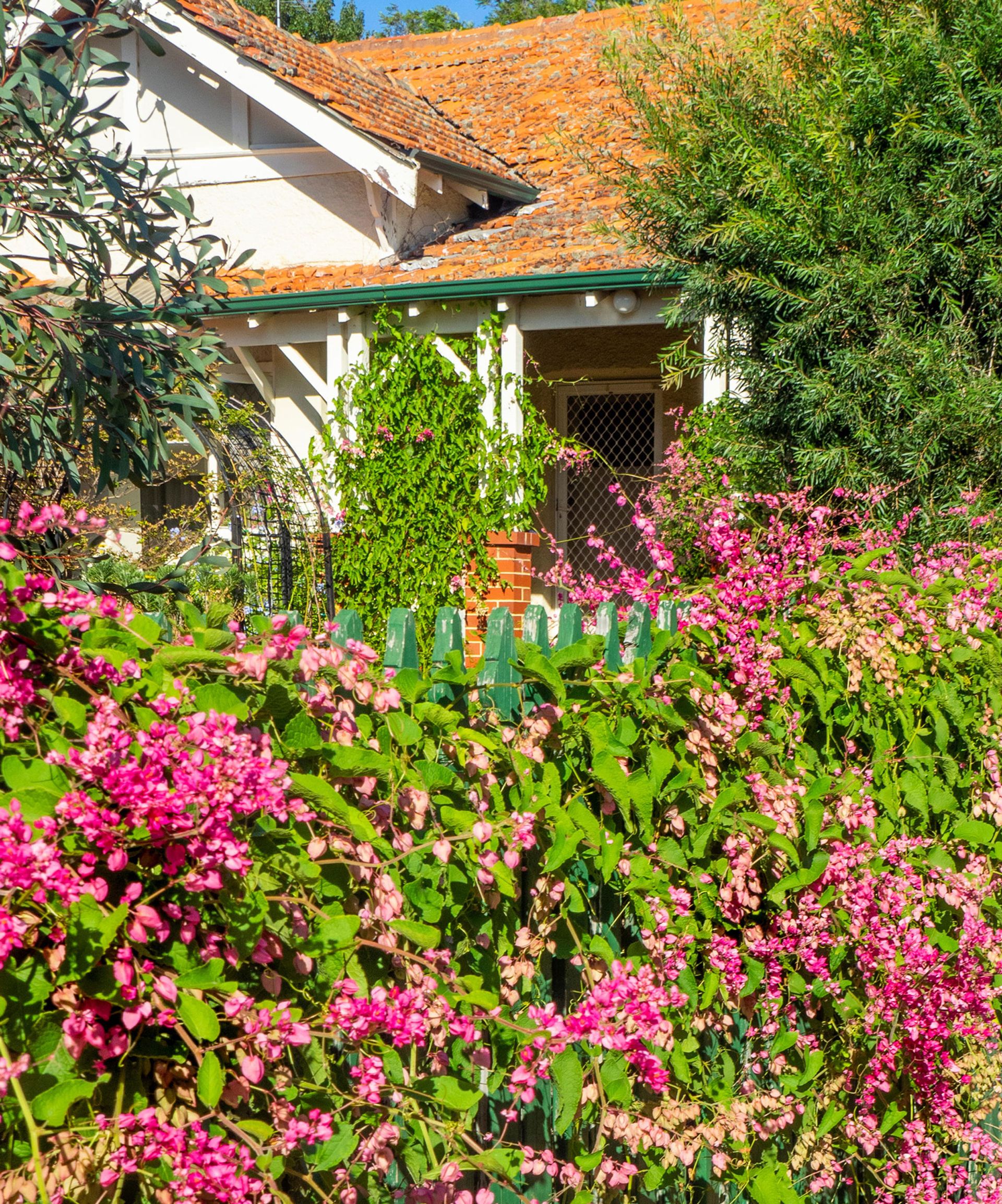 5 colorful shrubs just perfect for your front yard | Livingetc