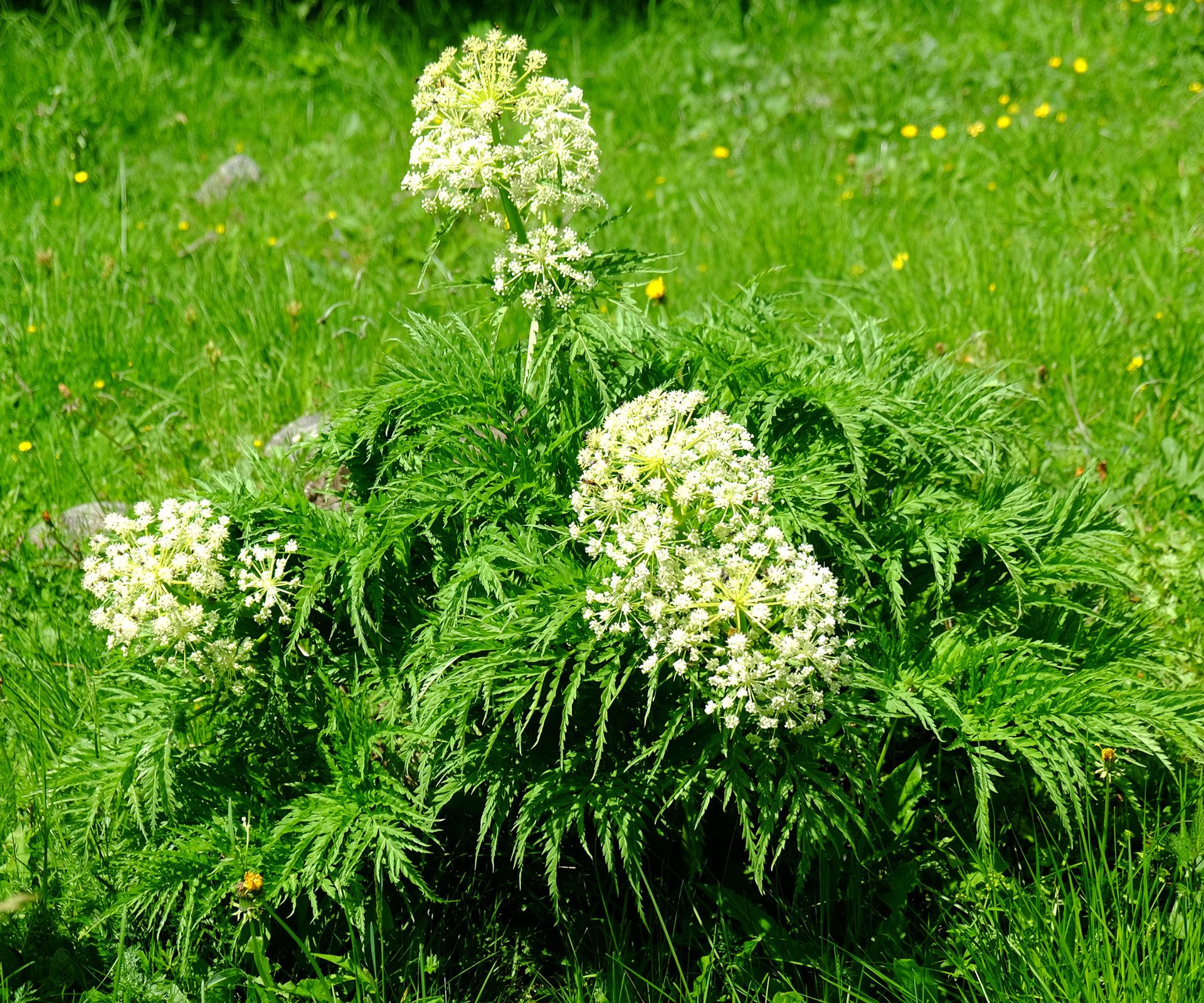 Beware! 8 Poisonous Weeds You Shouldn't Touch Without Gloves ...