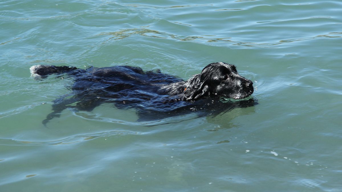 32 dog breeds that are made for swimming | PetsRadar