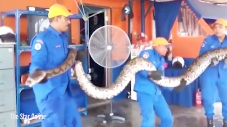 World's Longest Snake Dies 3 Days After Capture | Live Science