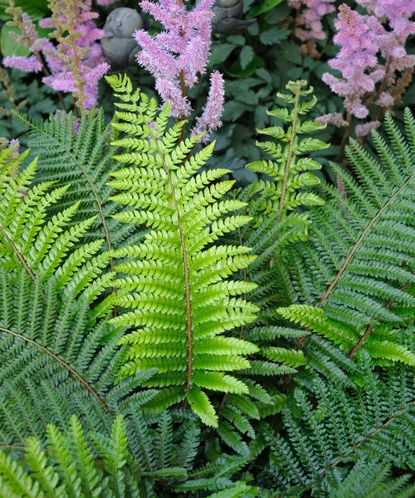 Best plants for small gardens: 22 stunning choices for compact plots ...